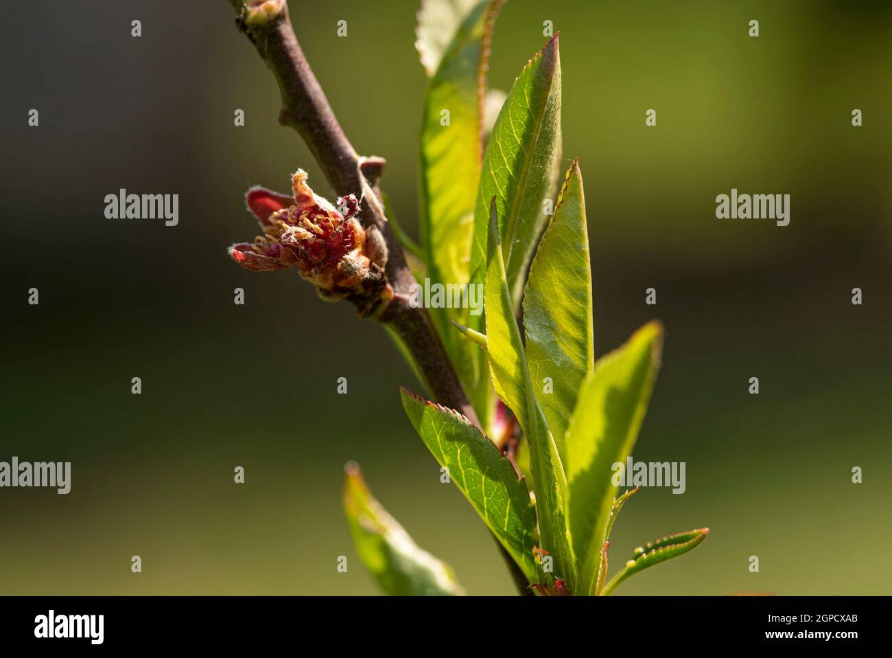 Macro detail of freshly sprouted leaves in spring Stock Photo - Alamy