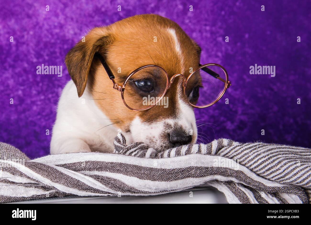 Dog With Glasses And Scarf