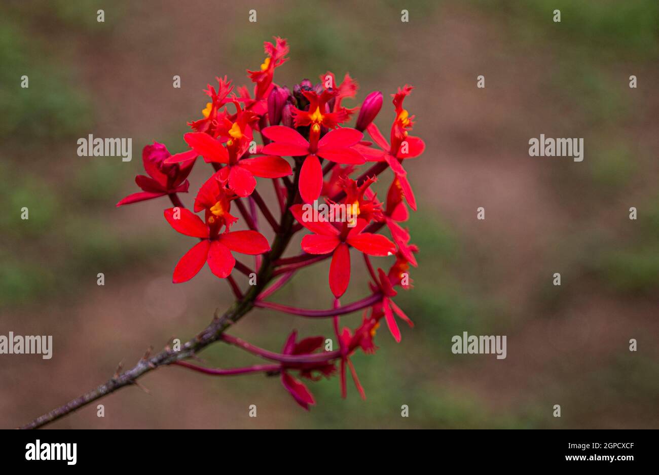 Epidendrum hybrid hi-res stock photography and images - Alamy