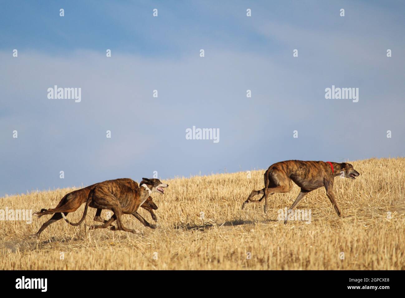 Spanish greyhound in mechanical hare race in the countryside Stock ...