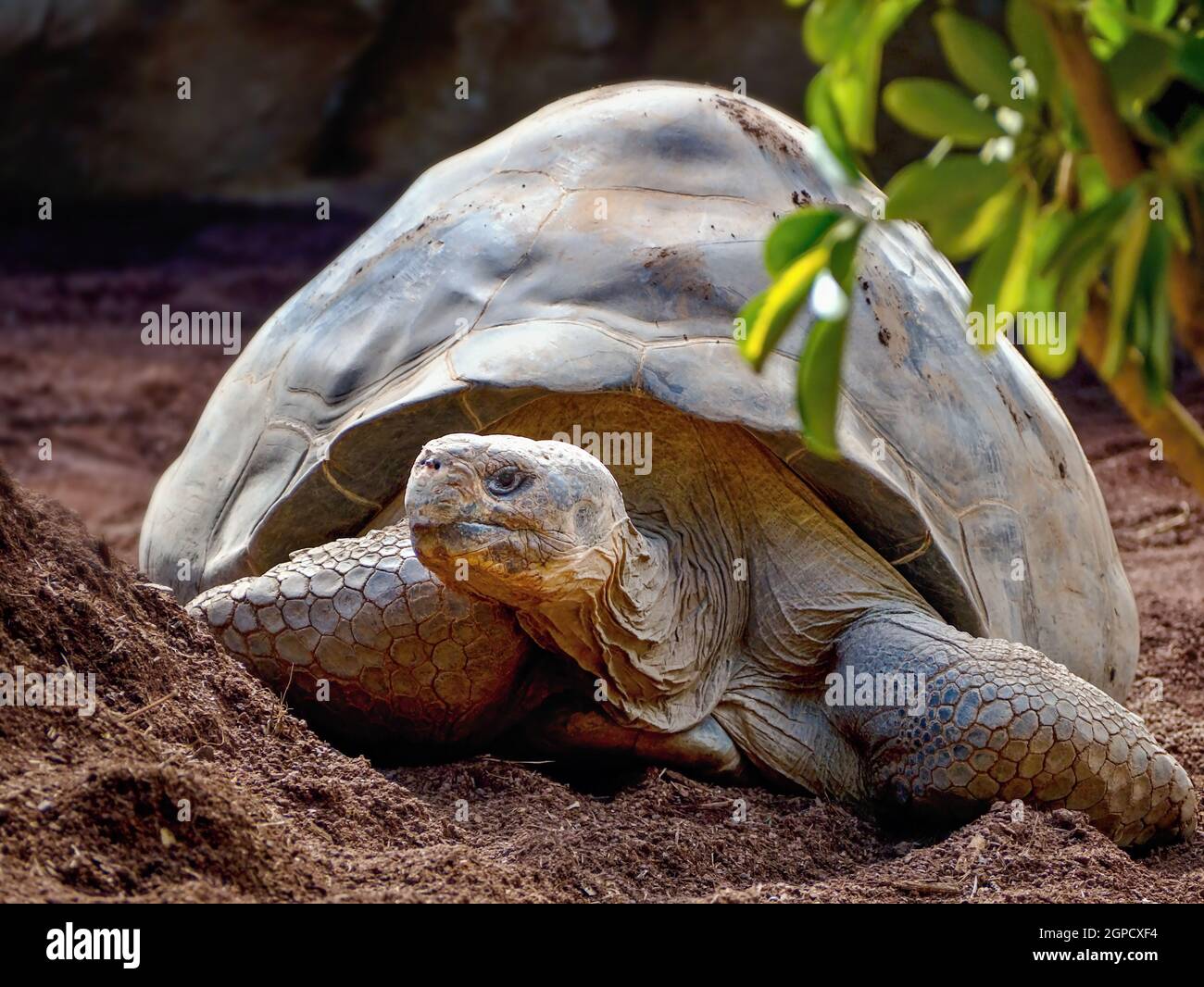 Frontal, near-earth view of a tortoise in close up. Its head is far out ...