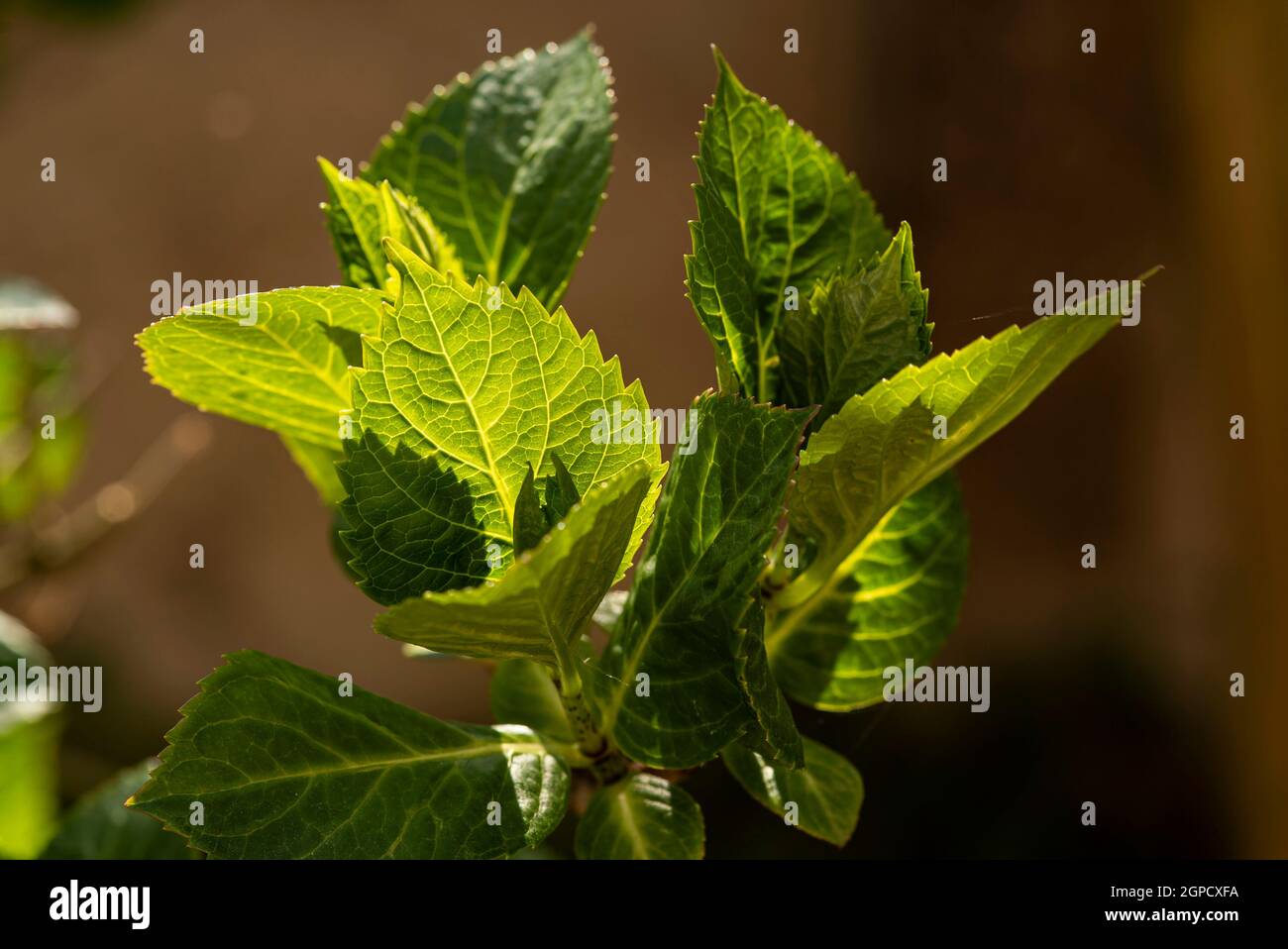 Macro detail of leaves with veins in backlight at spring Stock Photo ...