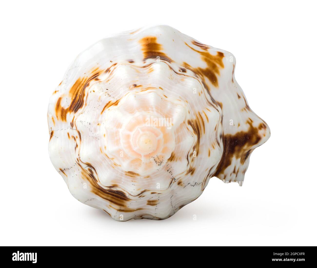 Front view of shell isolated on a white background Stock Photo - Alamy