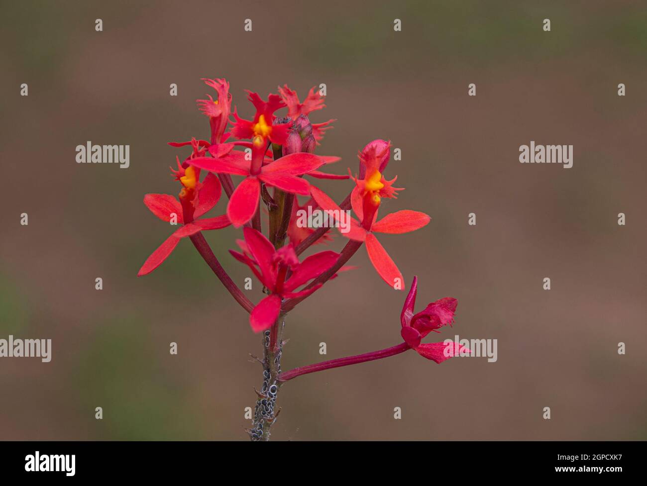 Red epidendrum orchid flowers covered in scale Stock Photo - Alamy