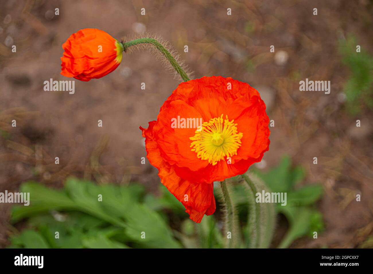 Orange iceland polly flowers with hairy stems Stock Photo - Alamy