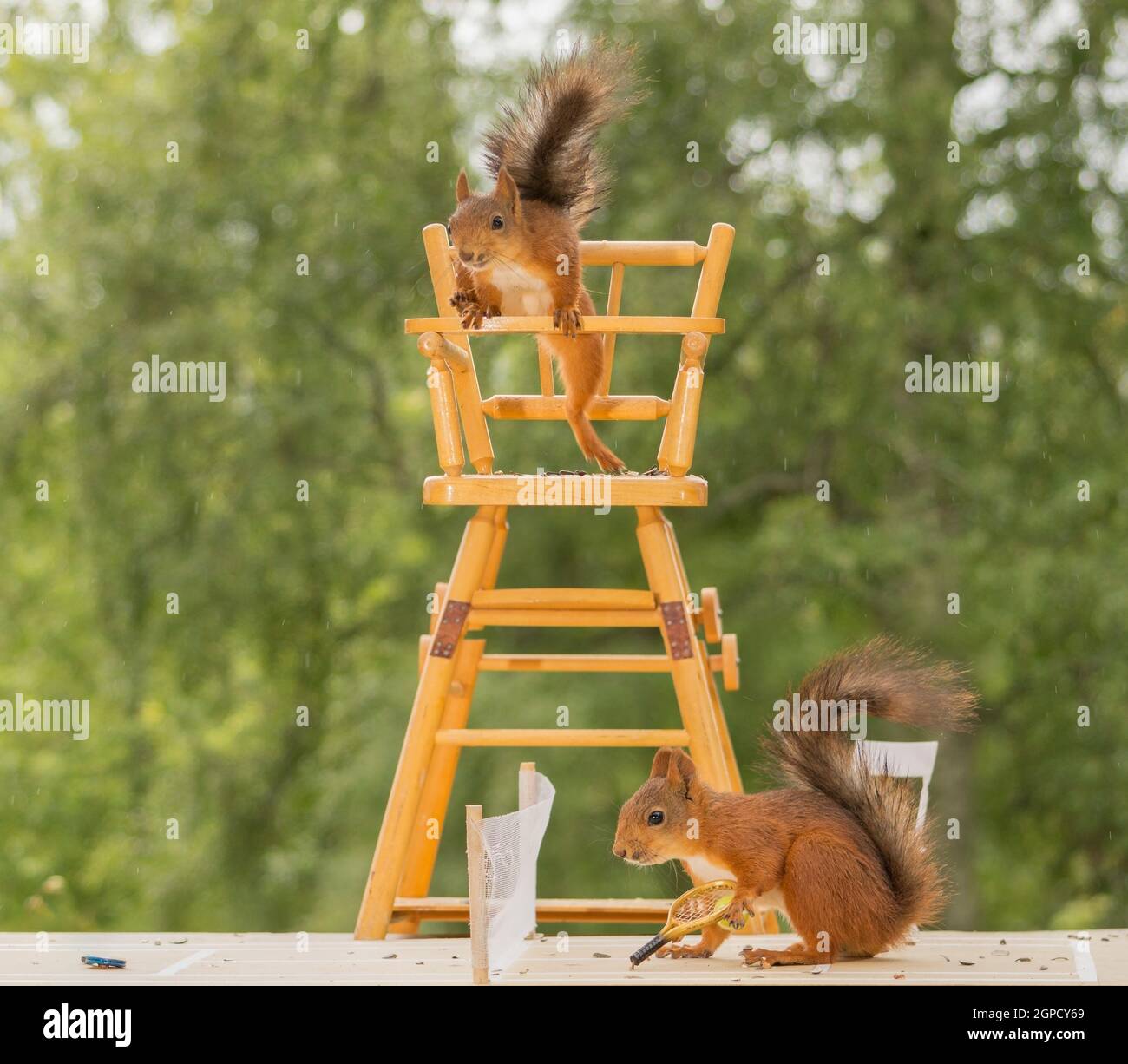 close up of red squirrels on a tennis court Stock Photo - Alamy