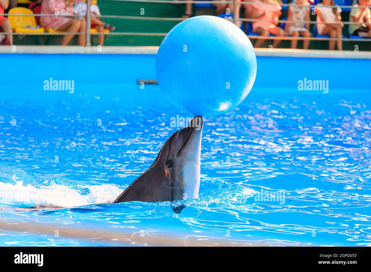 Playing with ball dolphin hi-res stock photography and images - Alamy