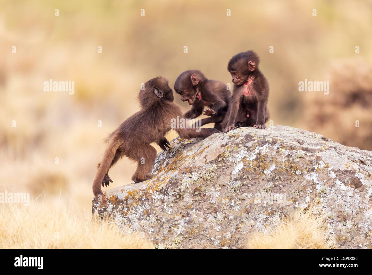 baby of endemic animal Gelada monkey on rock, endangered Theropithecus ...