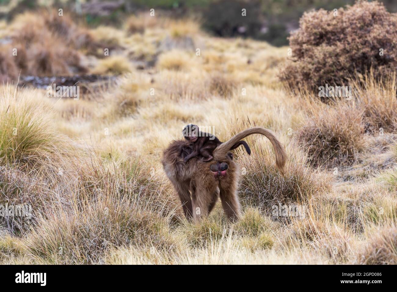 baby of endemic animal Gelada monkey on mothers back, endangered ...