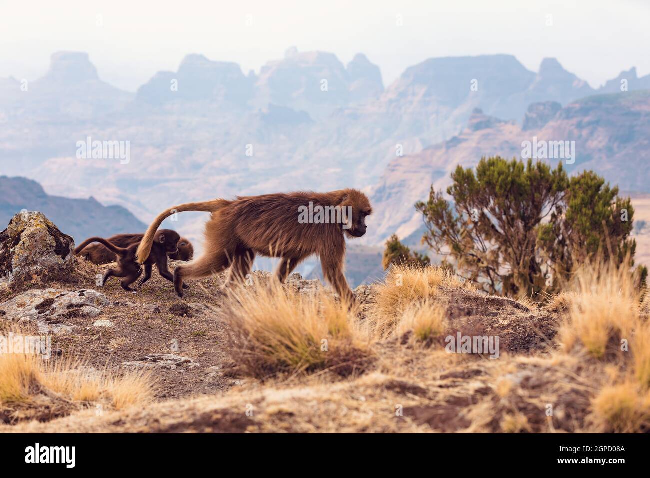 baby of endemic animal Gelada monkey on rock, endangered Theropithecus ...