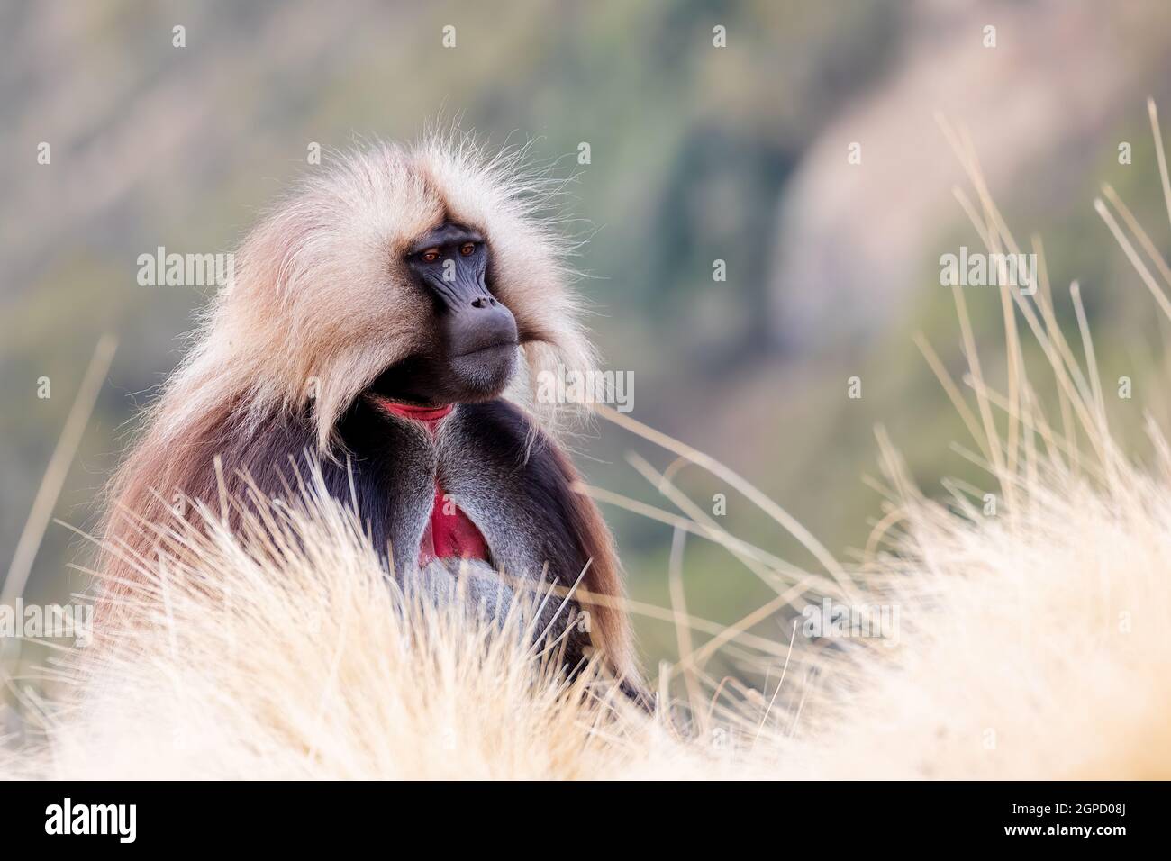 alpha male of endemic animal Gelada monkey. Theropithecus gelada ...
