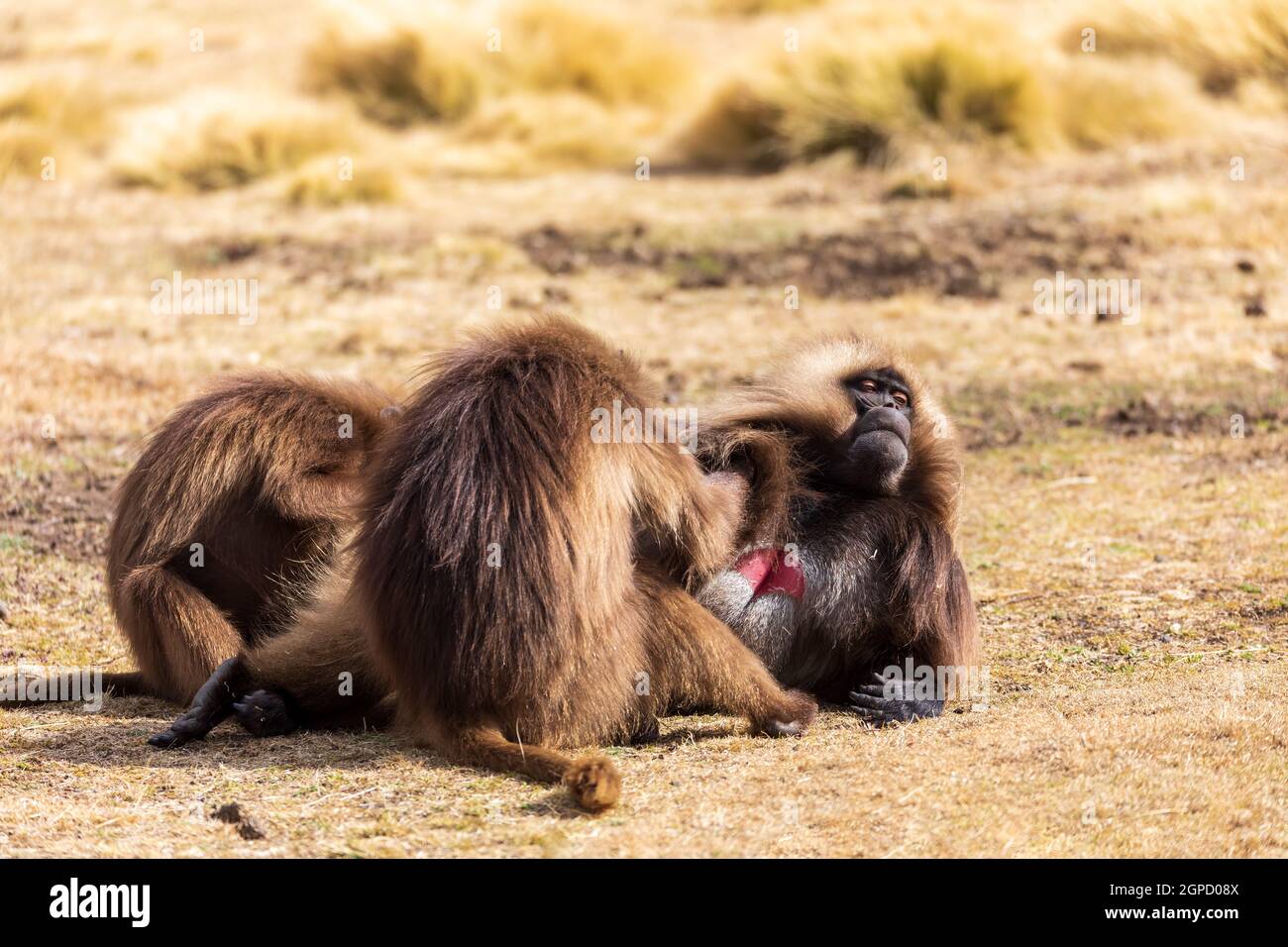 alpha male with two females of endemic animal Gelada monkey ...