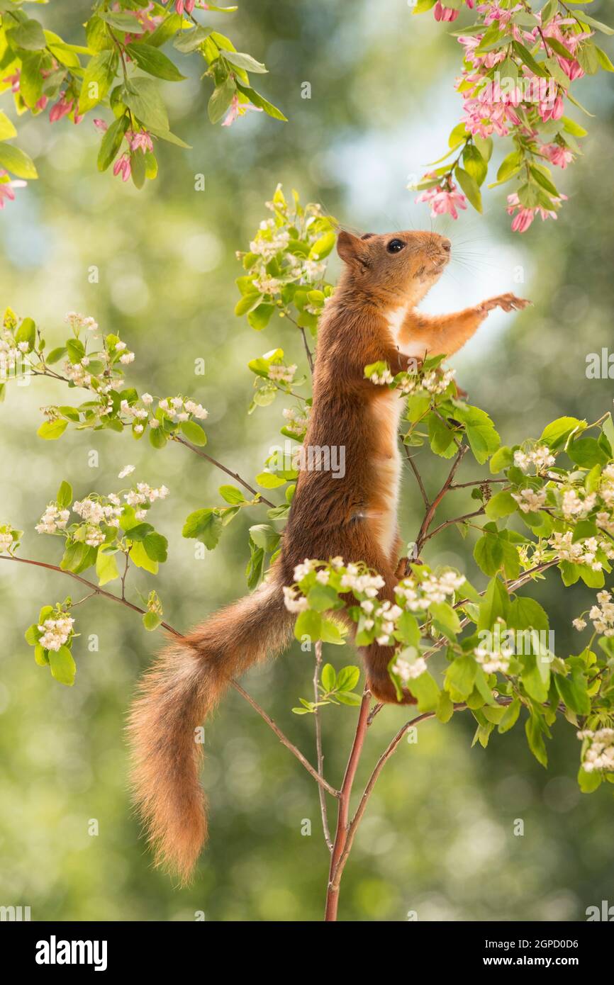 Red squirrel is reaching out standing on mushroom hi-res stock ...