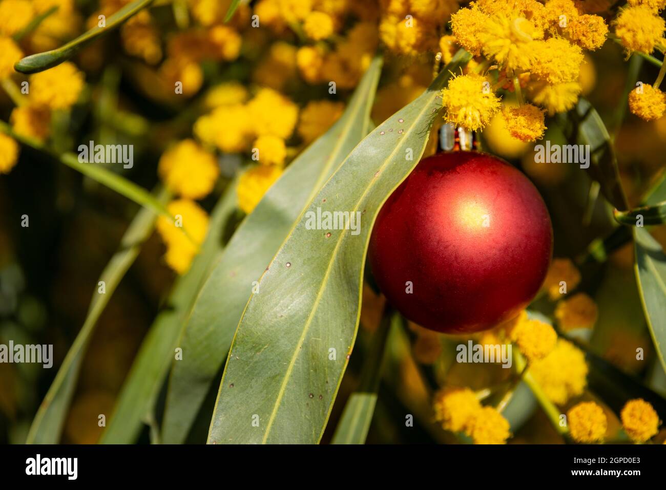 An Australian christmas with a red christmas bauble in a golden wattle ...