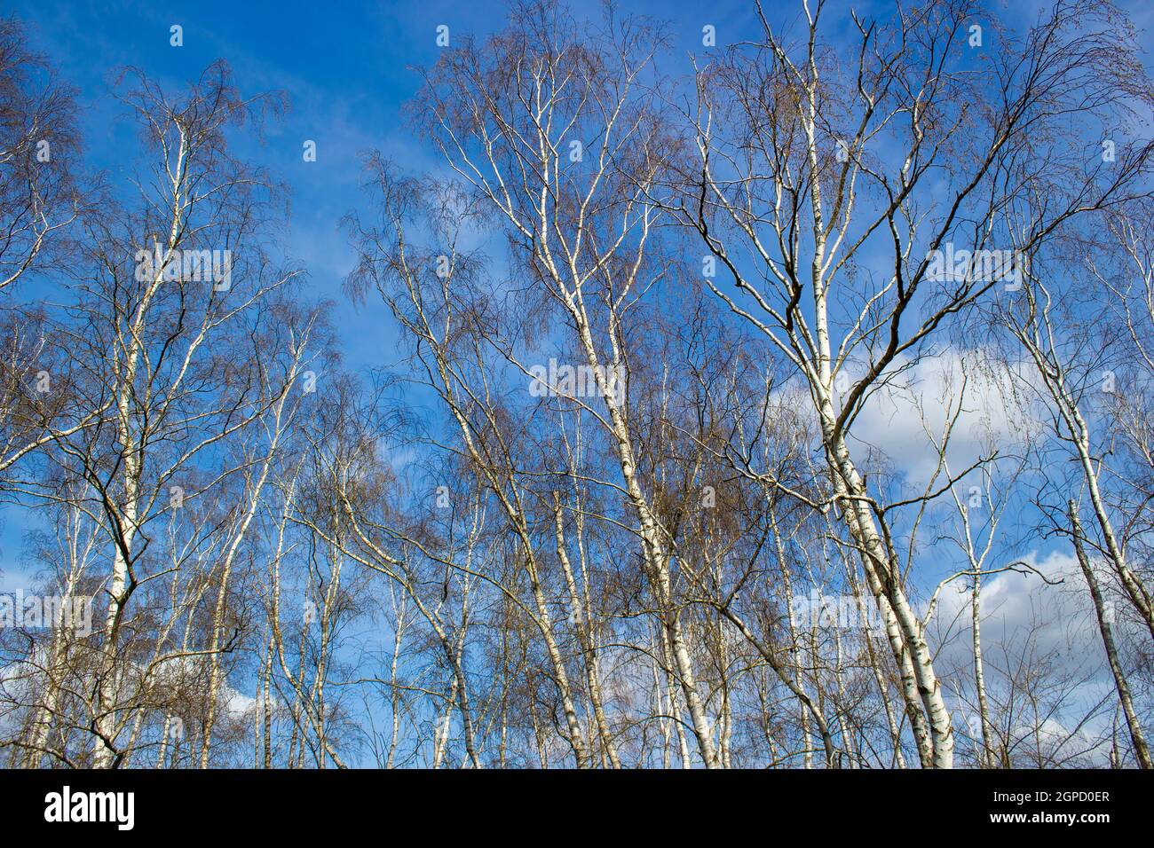 The birch trees, trees in front of spring sky and clouds Stock Photo ...