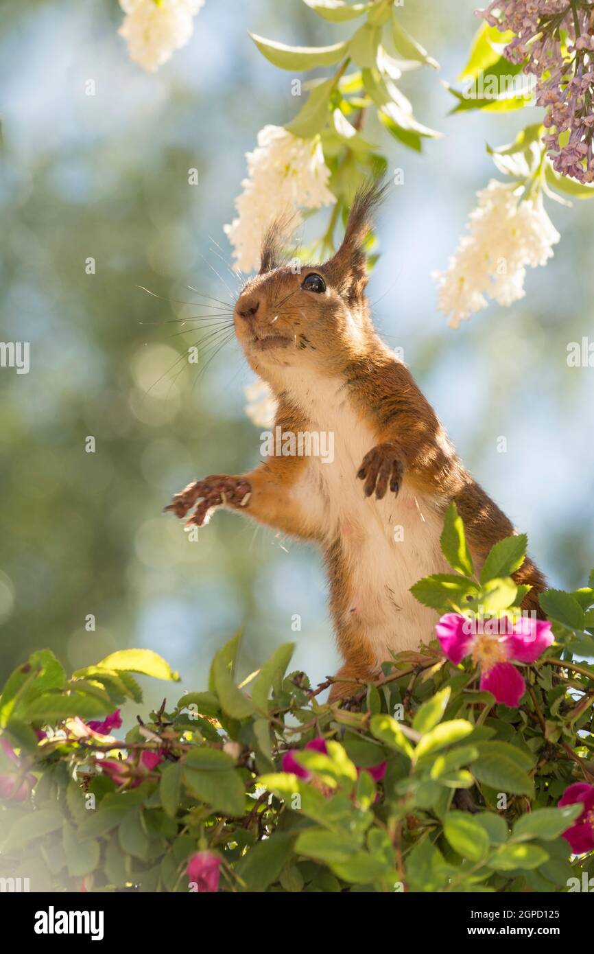 Red squirrel is reaching out standing on mushroom hi-res stock ...