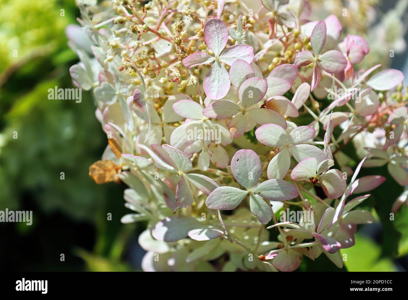Spike tipped hi-res stock photography and images - Alamy