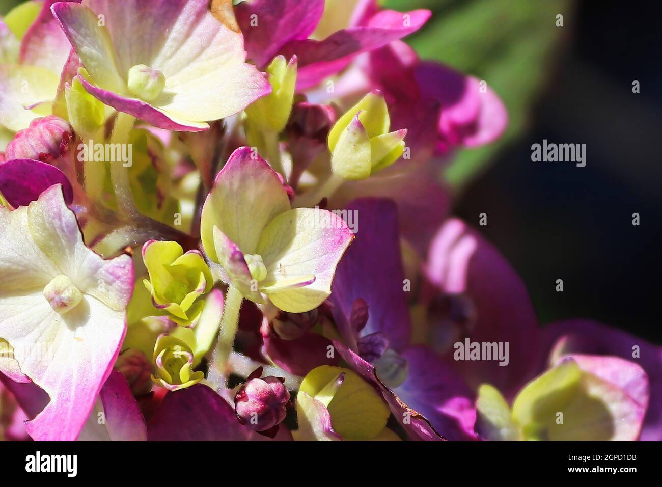 Cultivation hydrangeas hi-res stock photography and images - Alamy