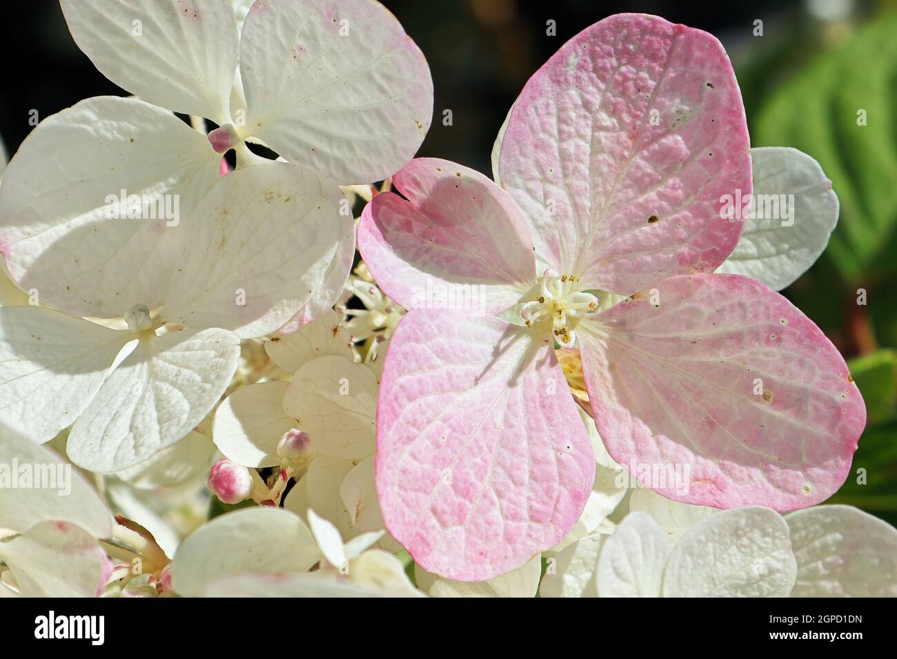 White flower turning pink hi-res stock photography and images - Alamy