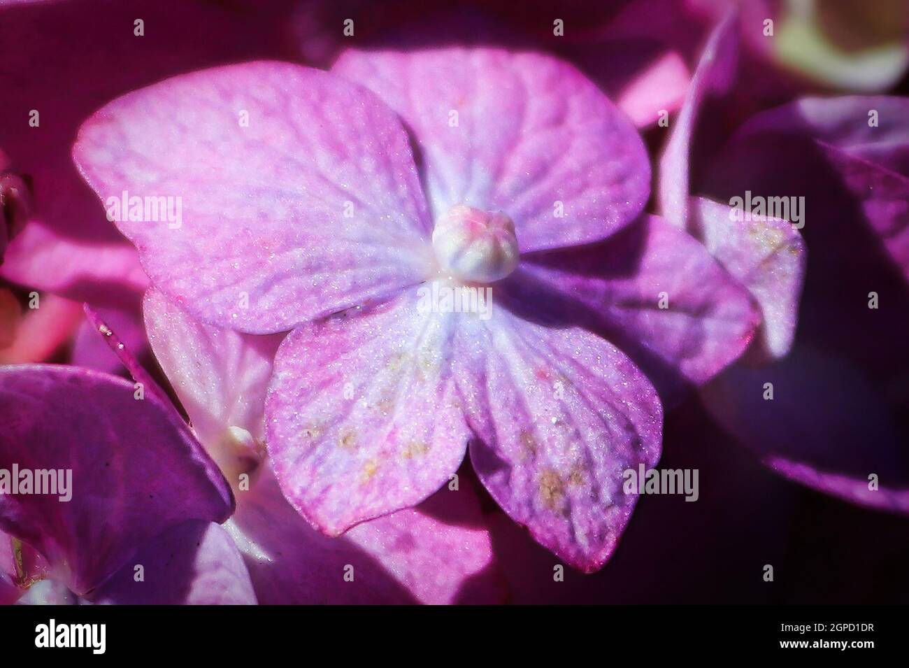 Florets beautiful hydrangea flowers hi-res stock photography and images ...