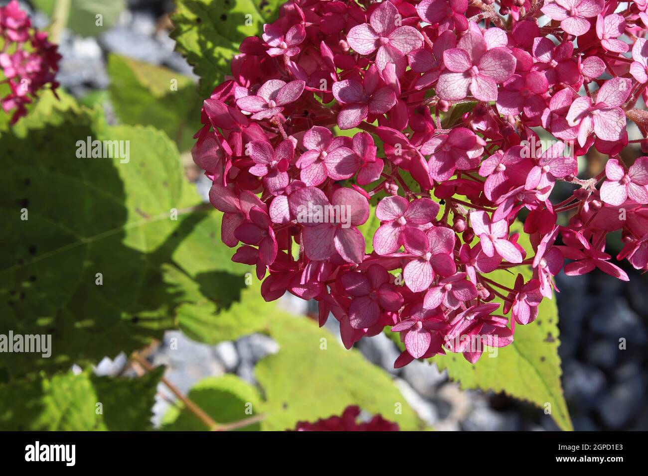 Closeup of a cluster of pink hydrangea flowers Stock Photo - Alamy