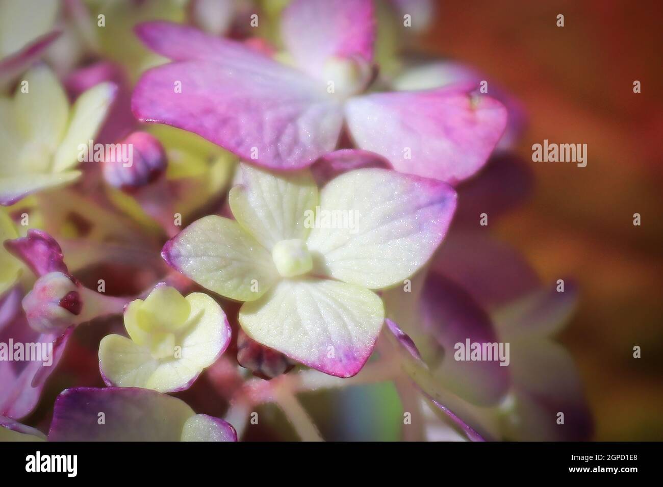 Florets beautiful hydrangea flowers hi-res stock photography and images ...