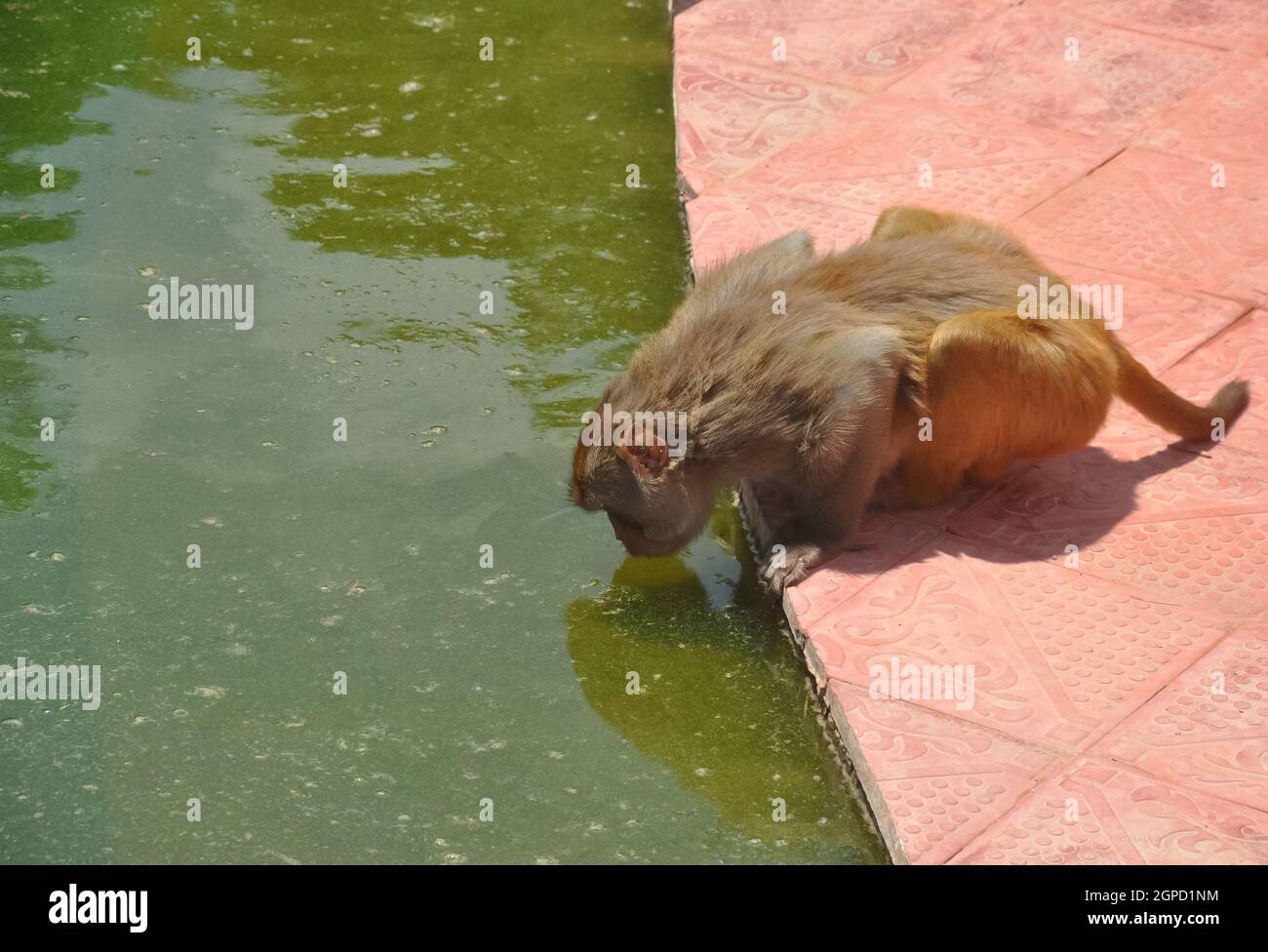 A monkey drinking water in lake Stock Photo - Alamy