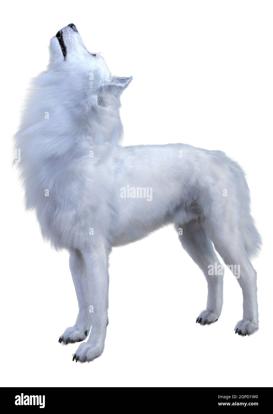 3D rendering of an arctic wolf isolated on white background Stock Photo ...