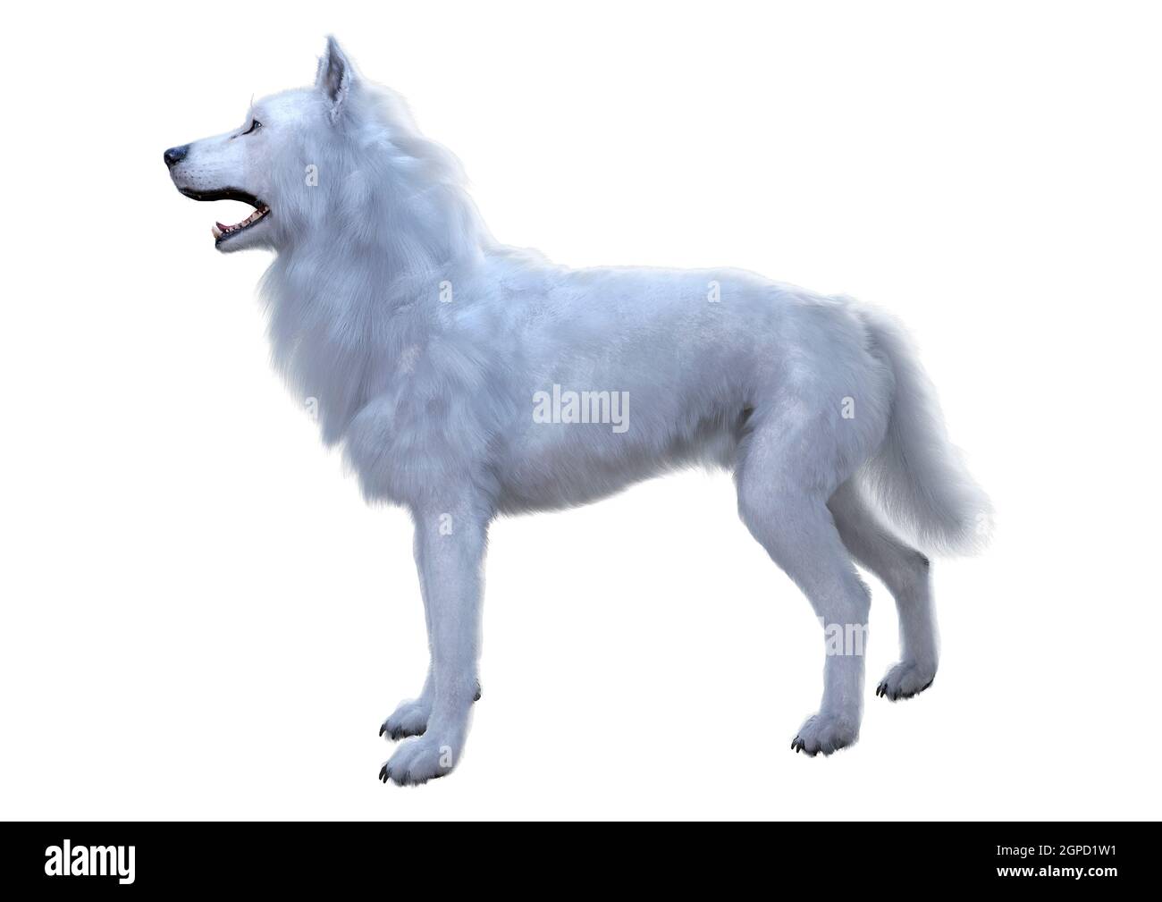 3D rendering of an arctic wolf isolated on white background Stock Photo ...