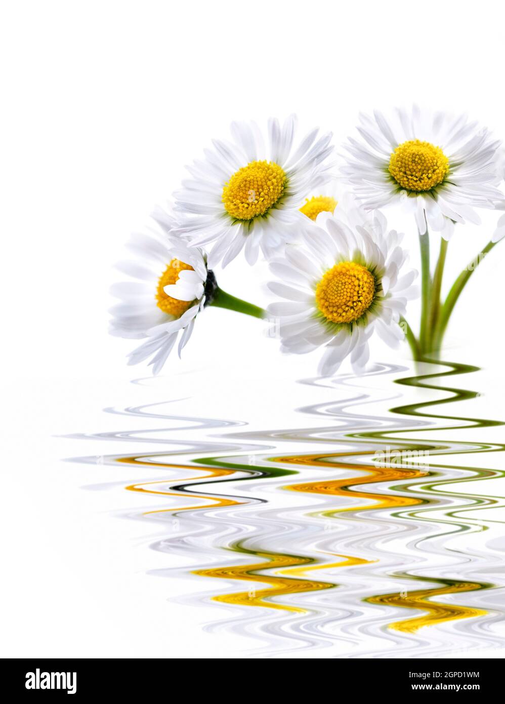 Beautiful daisy flower with water reflection Stock Photo - Alamy