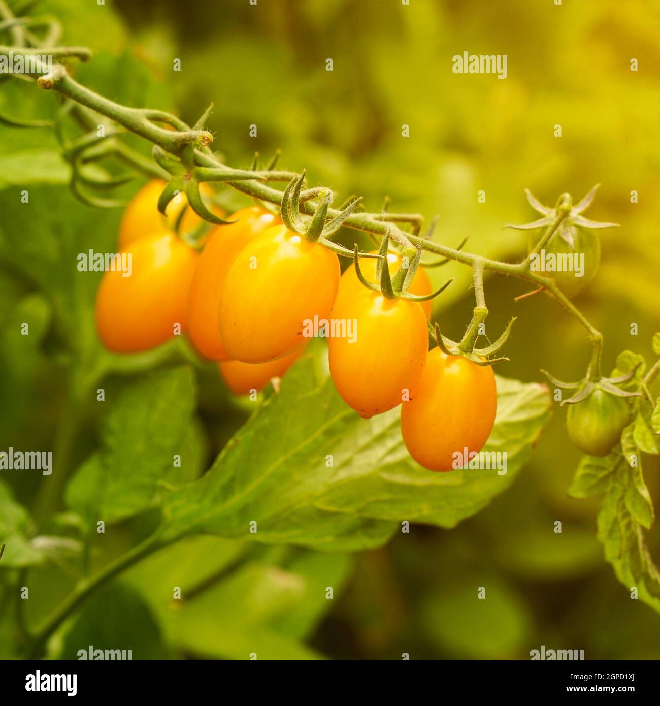 Beautiful ripe yellow tomatoes in the sunlight on a bush in the garden ...