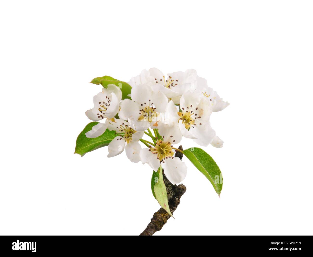 Pear tree Cut Out Stock Images & Pictures - Alamy