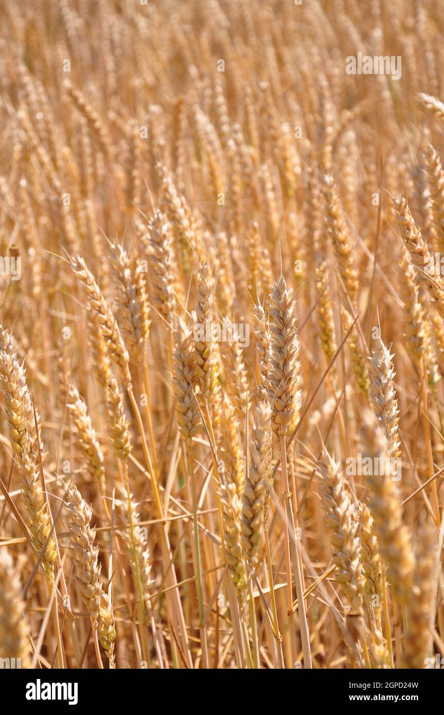Fully ripe field of wheat Stock Photo - Alamy