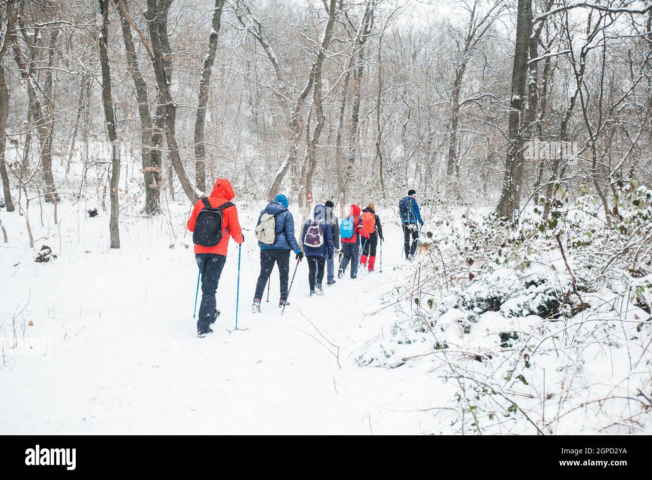 Hikers with backpack hiking on snowy trail. Group of people walking ...