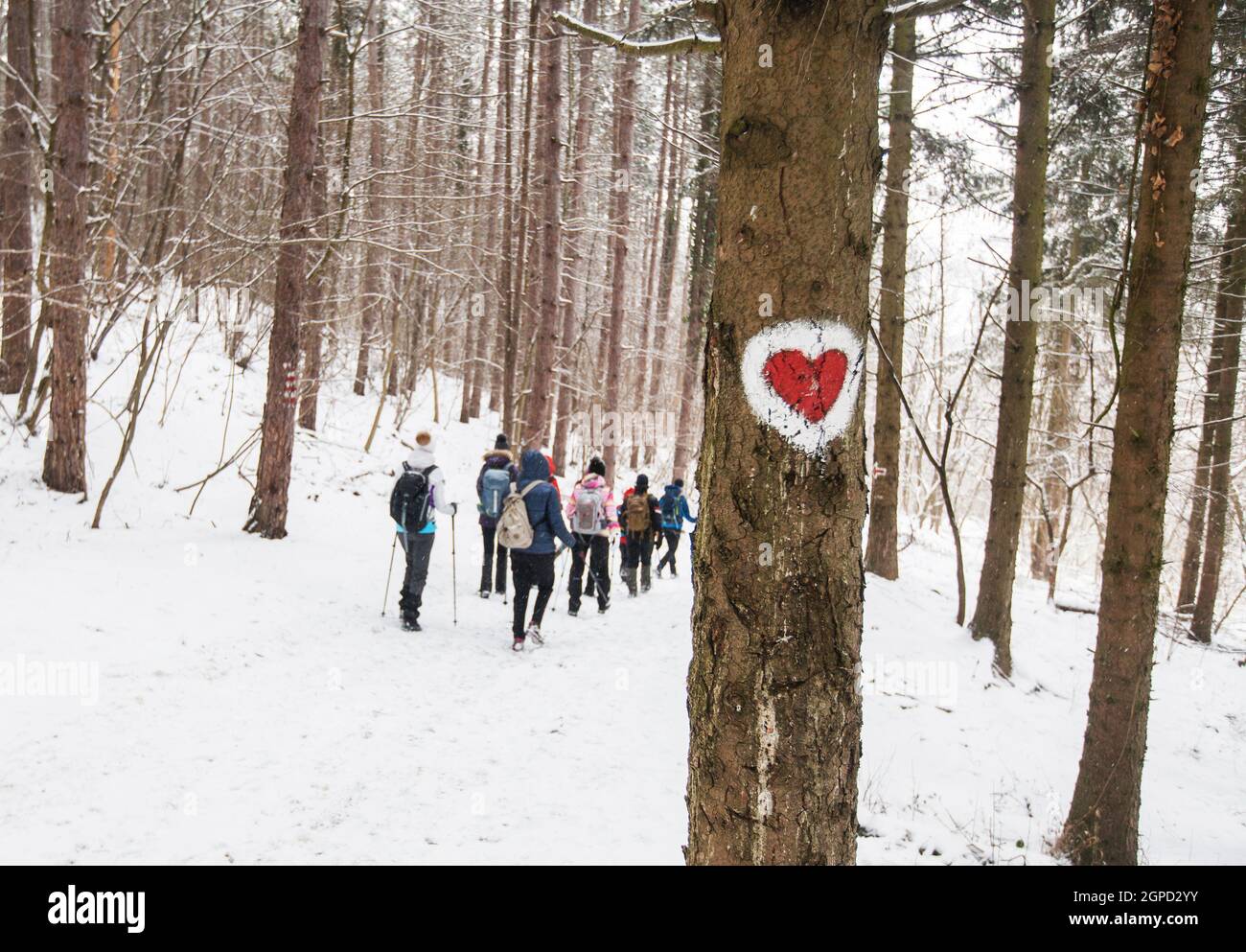 Hikers with backpack hiking on snowy trail. Group of people walking ...