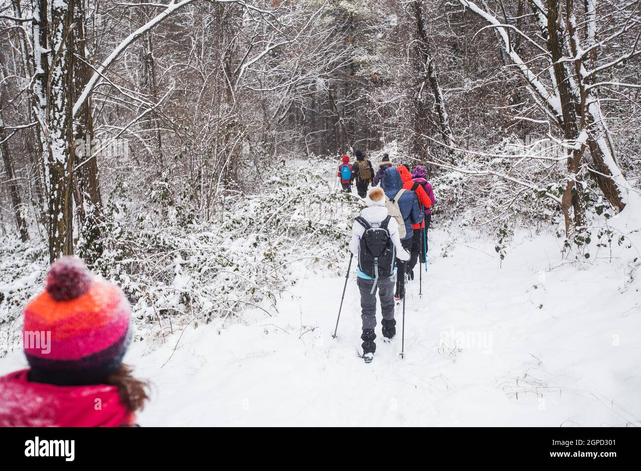 Hikers with backpack hiking on snowy trail. Group of people walking ...
