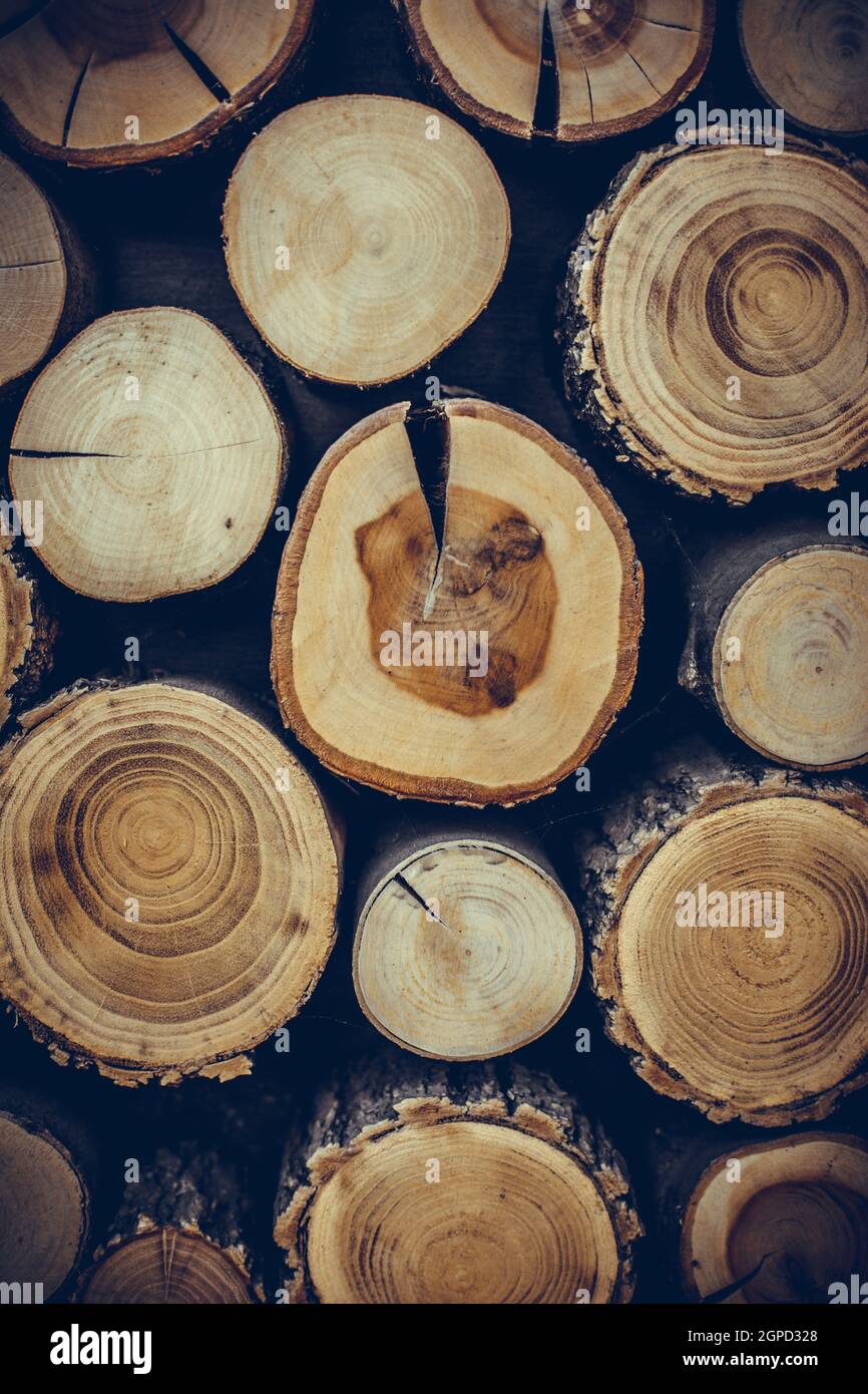 Close up shot of some wood logs cut in section, background concept ...