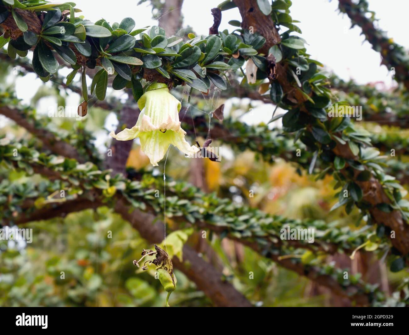 Semiaridas hi-res stock photography and images - Alamy