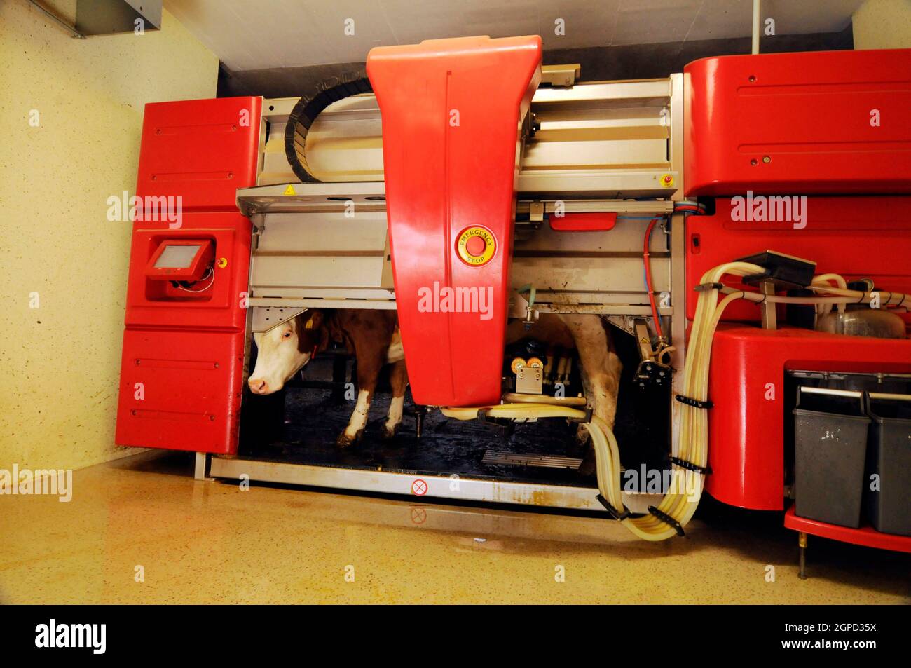 Automatic robot milking machine hi-res stock photography and images - Alamy