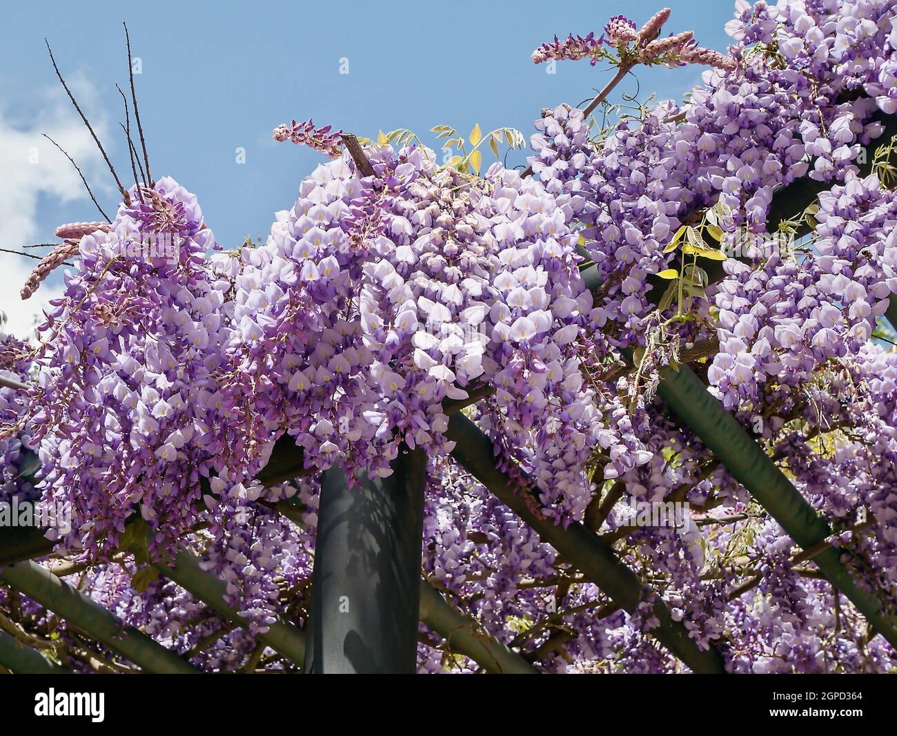 Genus glycine hi-res stock photography and images - Alamy