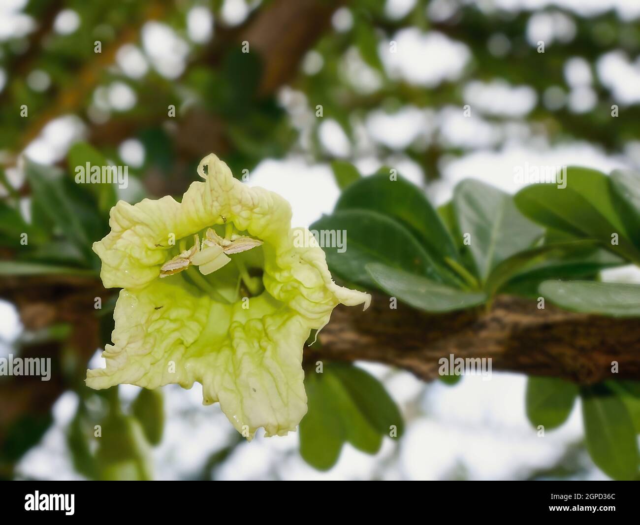 The single yellow flower of a Crisentio Mirabillis tree of a ...