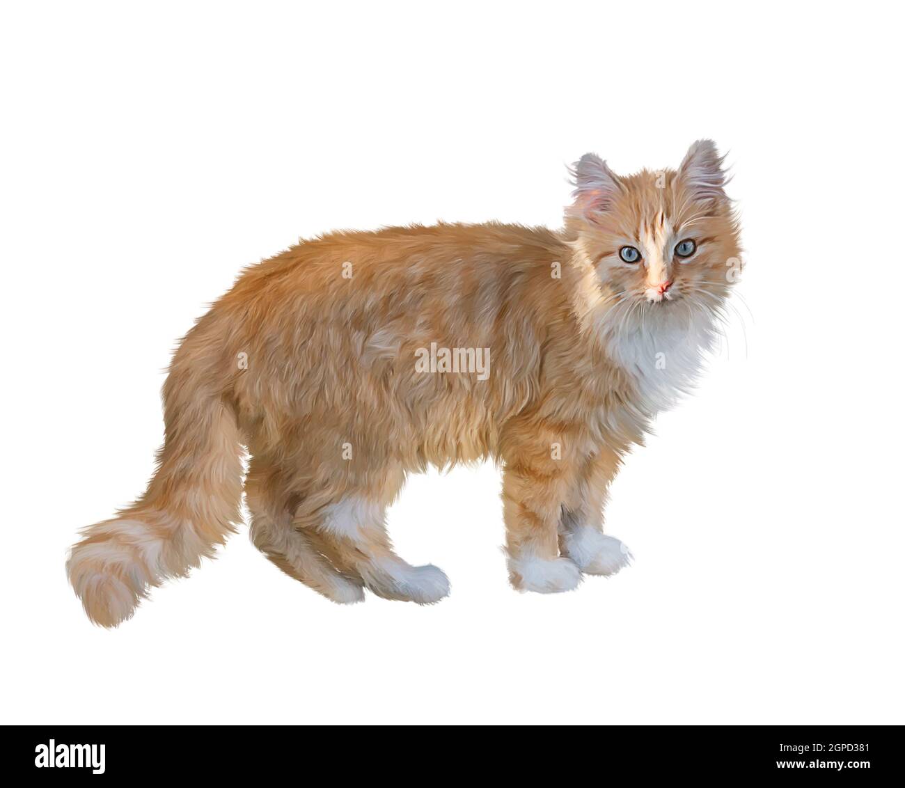 Fluffy red cat isolated on white background. Side view.Digital ...