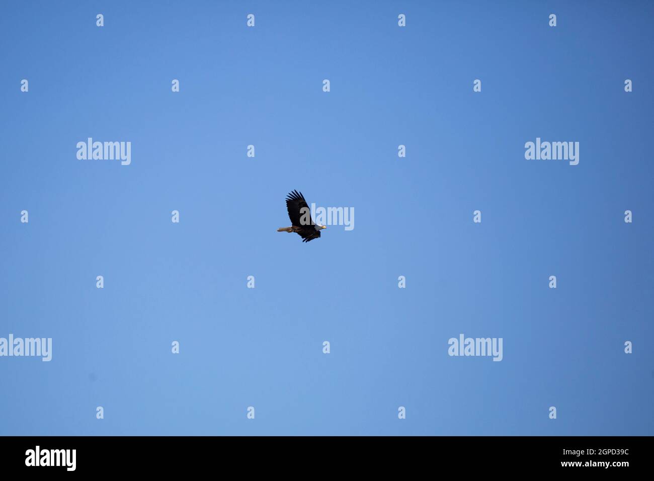Bald eagle (Haliaeetus leucocephalus) dabbing while majestically flying ...