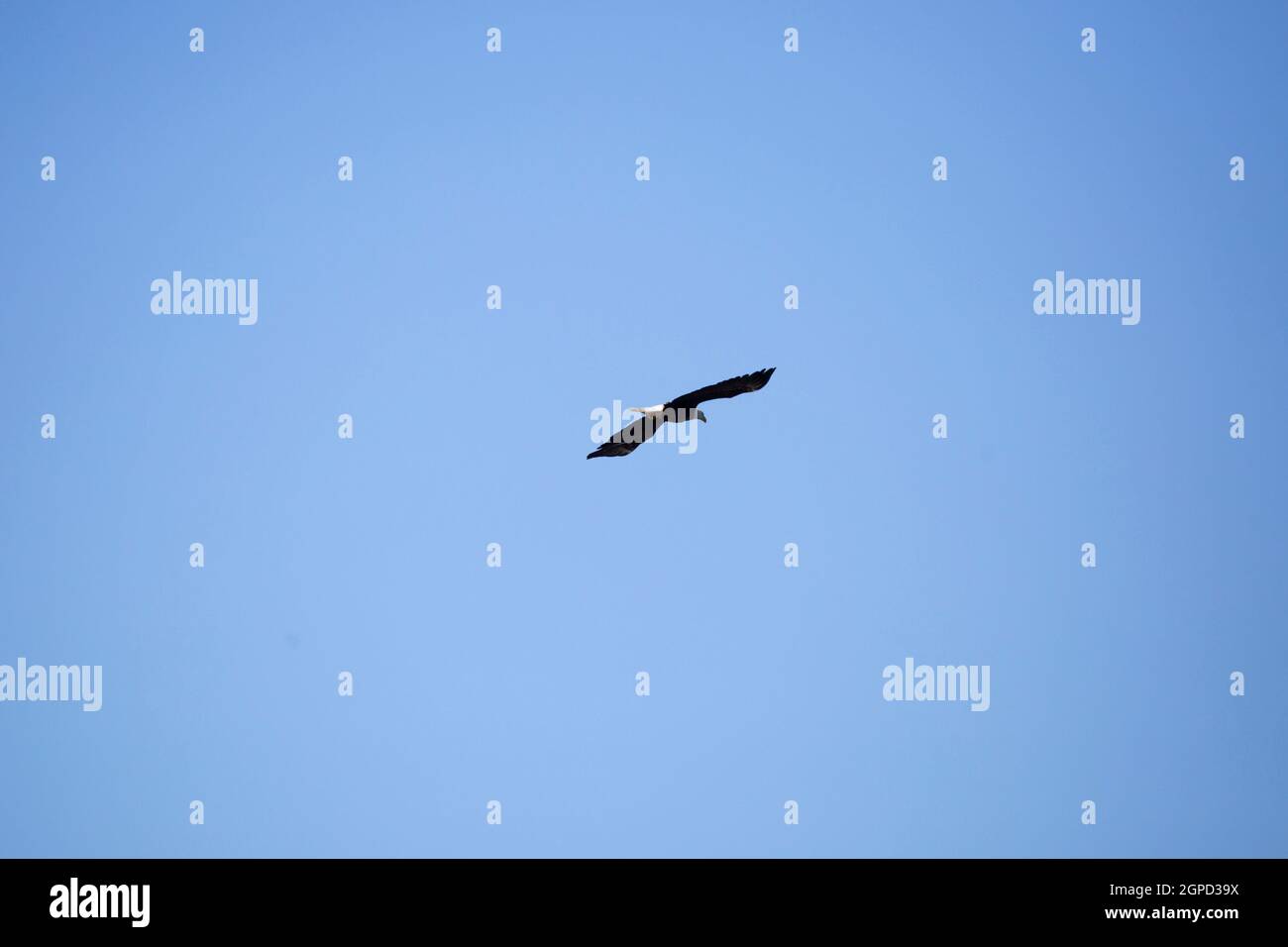 Bald eagle (Haliaeetus leucocephalus) making a turn as it flies through ...
