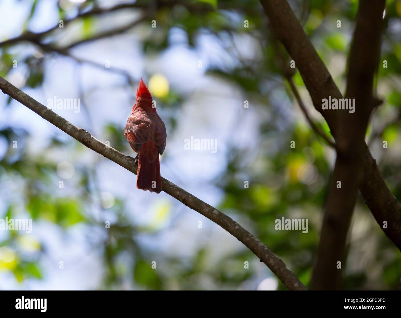 Male cardinal (Cardinalis cardinalis) showing his crest in a ...