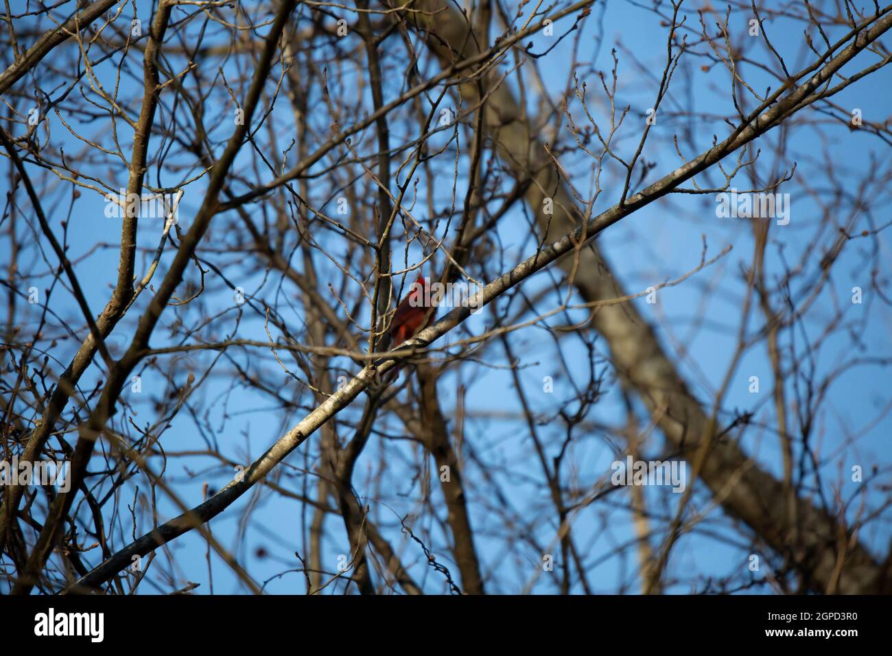 Shape of a male cardinal (Cardinalis cardinalis) in territorial phase ...