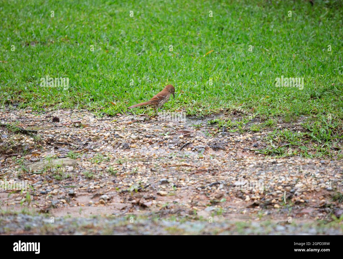 Brown thrasher (Toxostoma rufum) foraging in dirt near well-cut grass ...