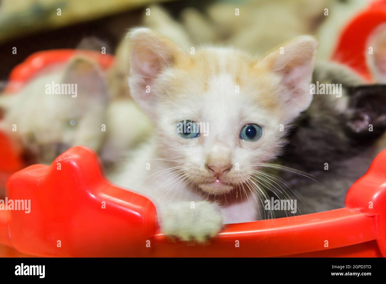 Curious cute little kittens in a bucket of red Stock Photo - Alamy