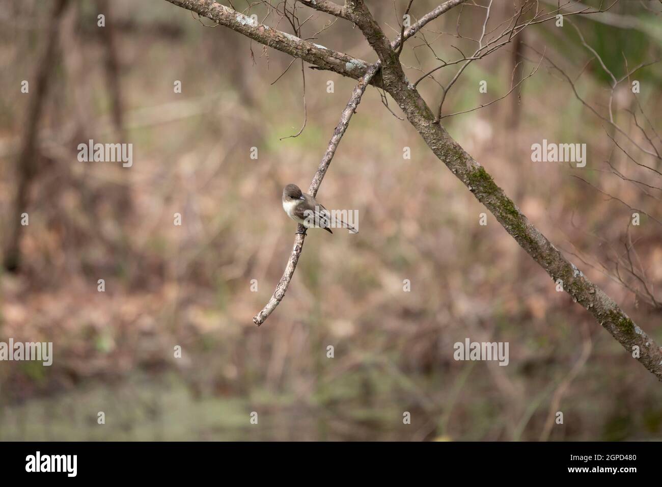 Curious eastern phoebe (Sayornis phoebe) looking back from a perch on a ...