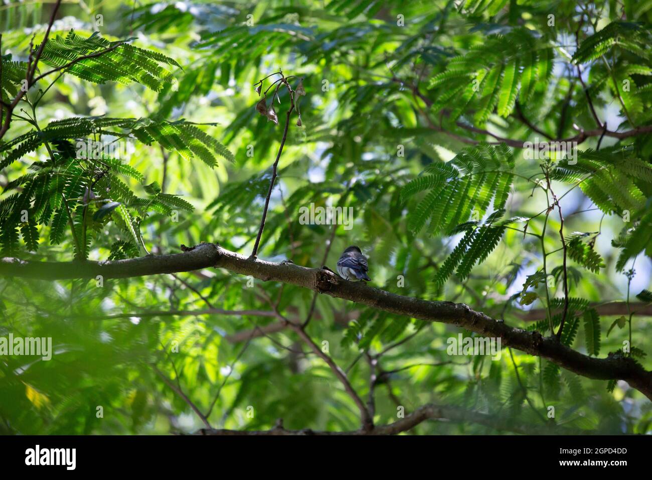 Eastern wood pewee (Contopus virens) looking over its shoulder Stock ...